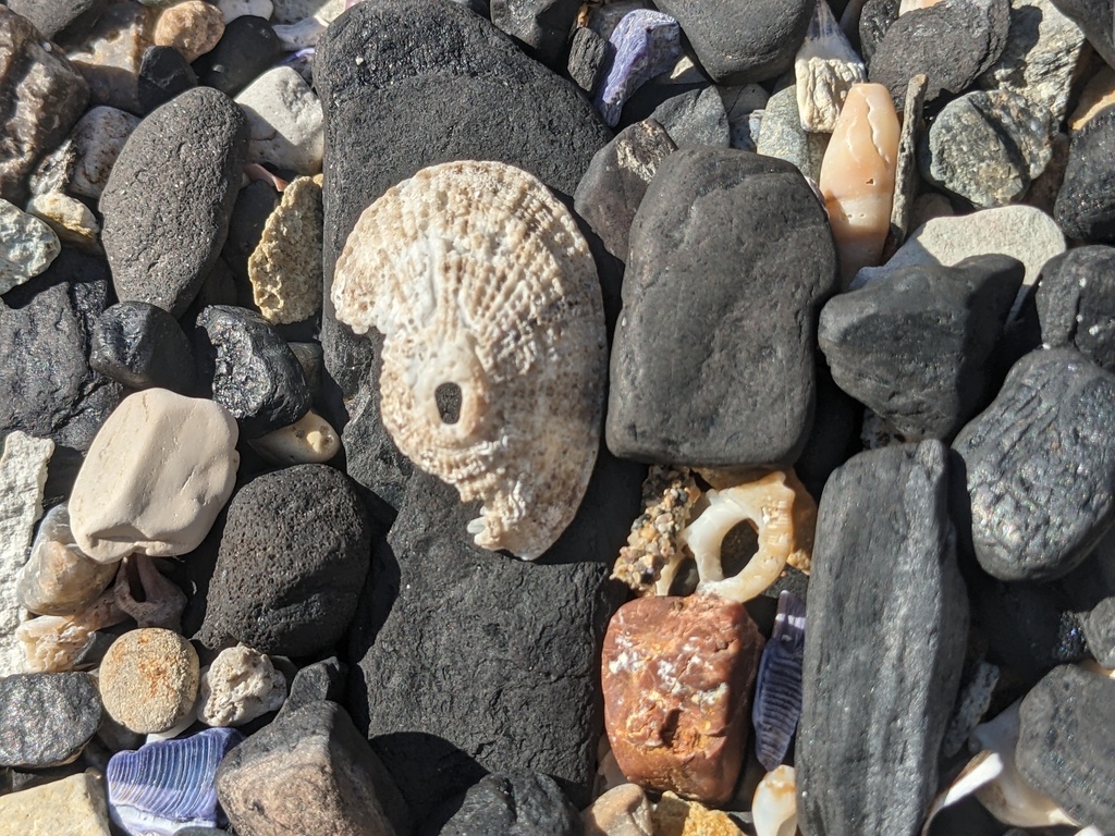 Diodora lineata from Lake Macquarie - North, New South Wales, Australia ...