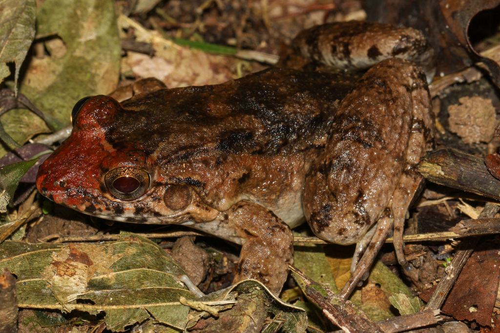 Neotropical Grass Frogs from Maynas Province, Peru on June 7, 2013 at ...