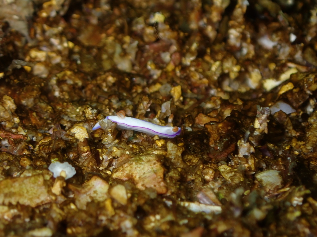 Danielle's Nudibranch from Tasman Sea, Sandy Beach, NSW, AU on December ...