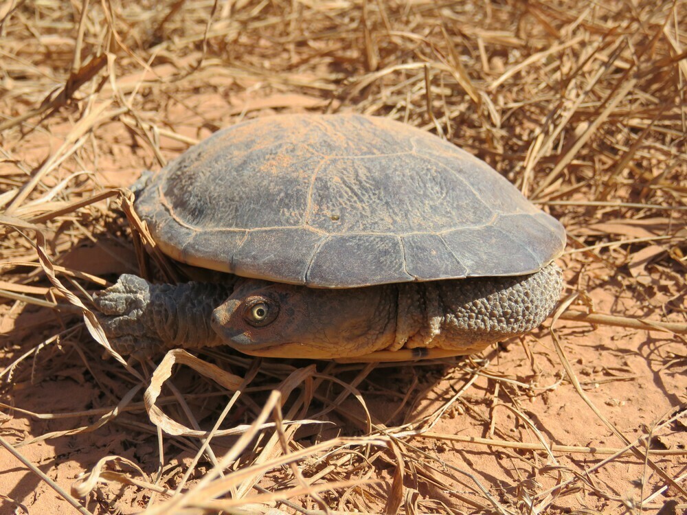 Cann's Snake-necked Turtle from Parque nacional Lakefield Queensland ...