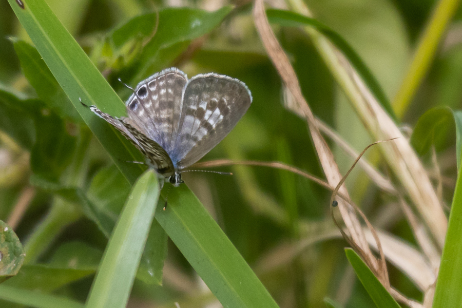 Common Blue Complex from Durban South, Durban, South Africa on April 21 ...