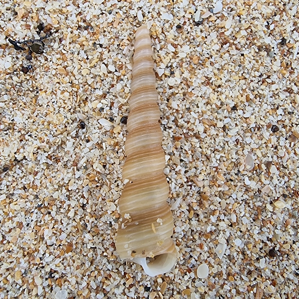 Turritella terebra in November 2023 by Gawain · iNaturalist
