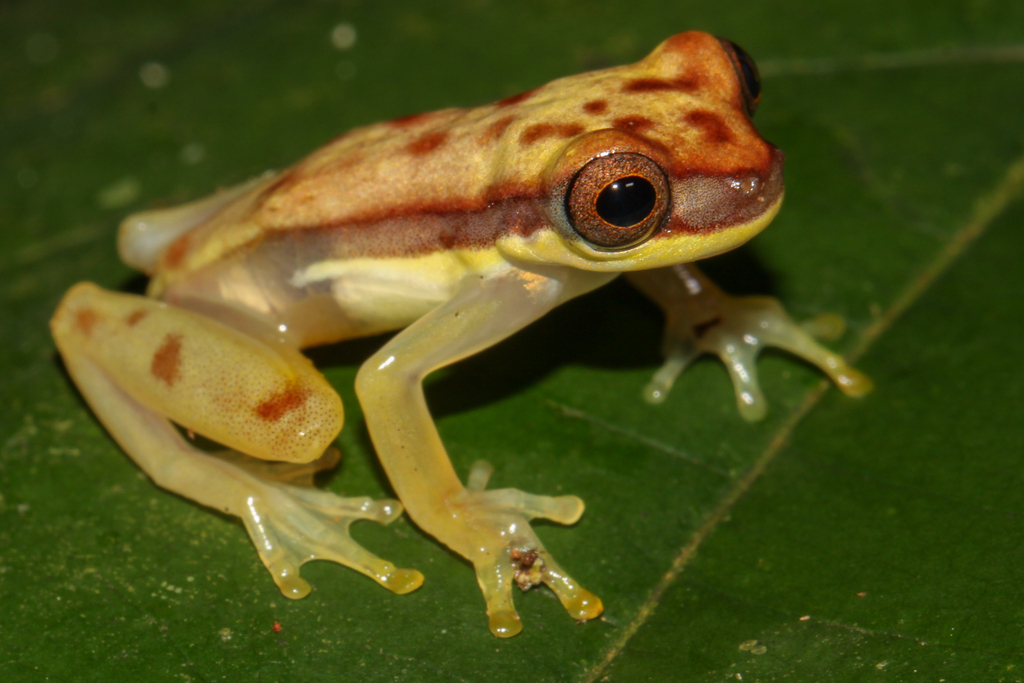 Red-skirted Tree Frog from Maynas Province, Peru on June 12, 2013 at 10 ...