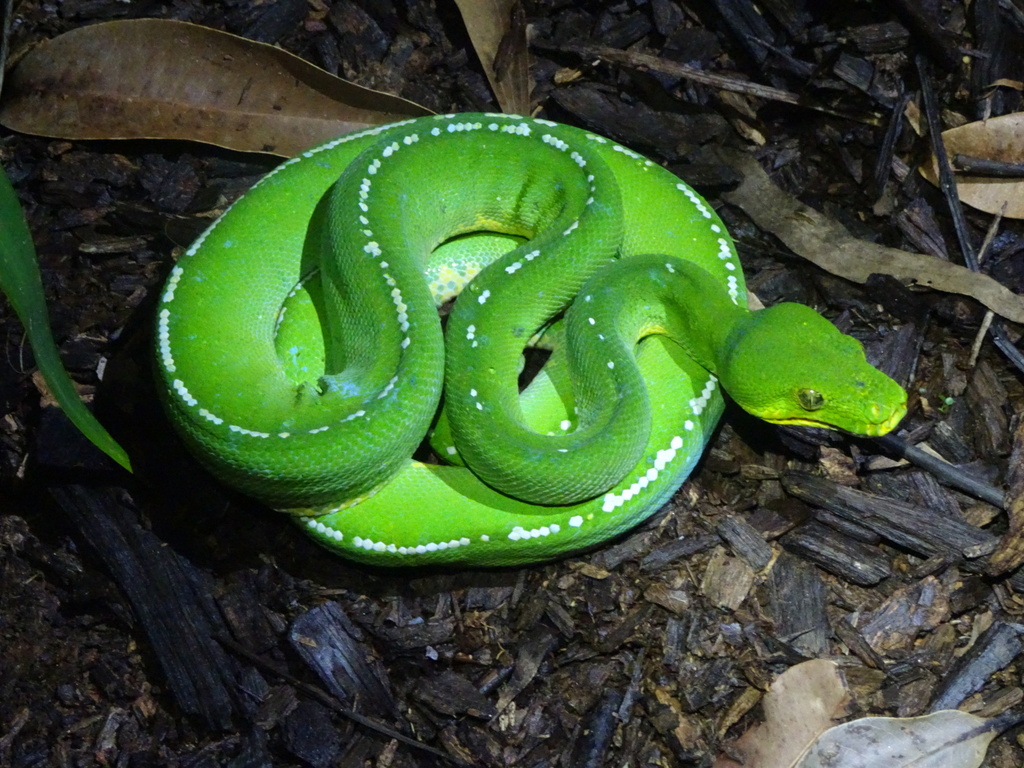 Southern Green Python from Lockhart River QLD 4892, Australia on ...