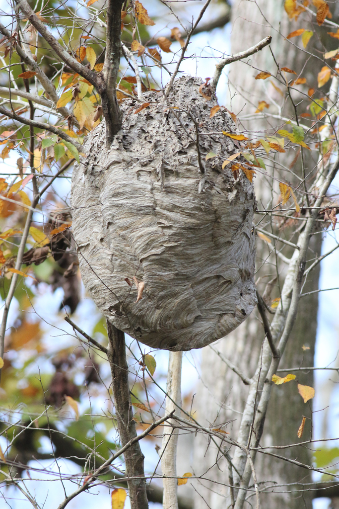 Bald-faced Hornet from Chassahowitzka Wildlife Management Area, U.S. 19 ...