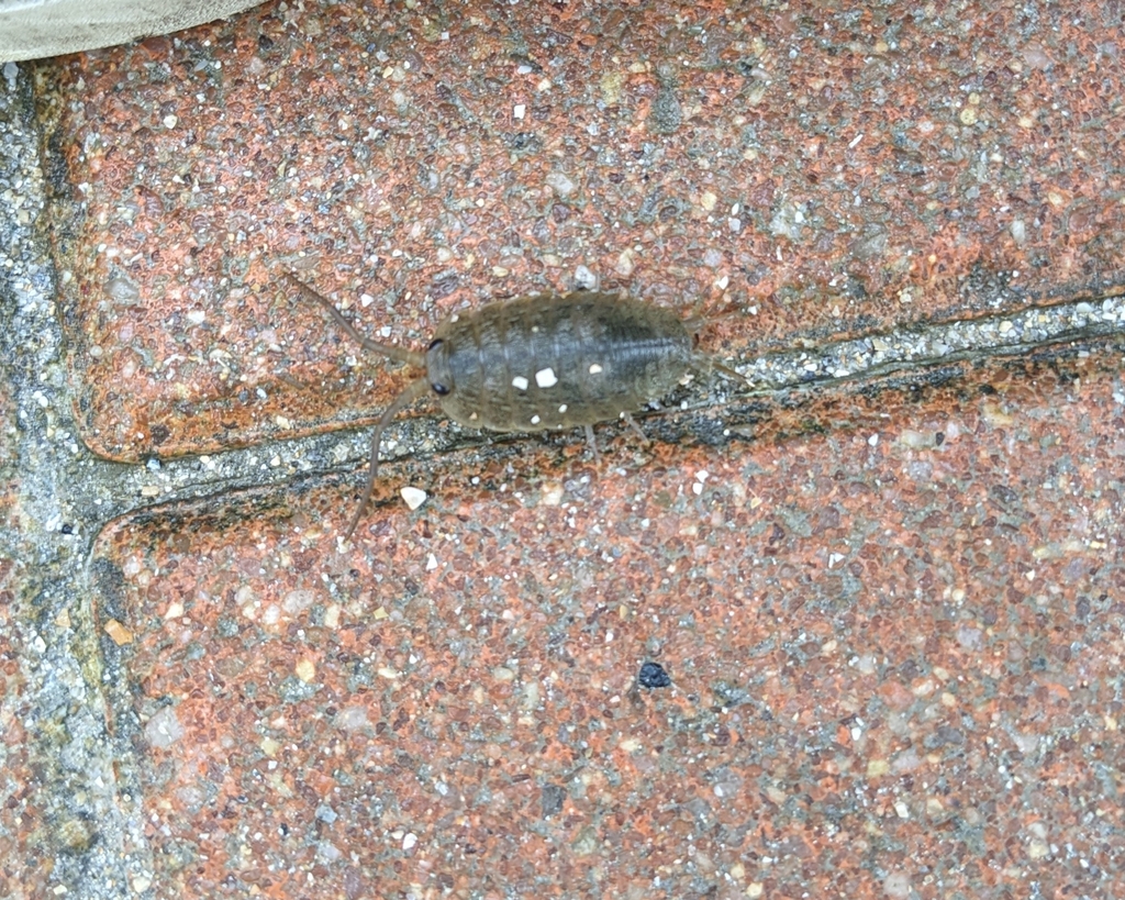 Common Sea Slater from Granville, France on December 24, 2023 at 11:56 ...