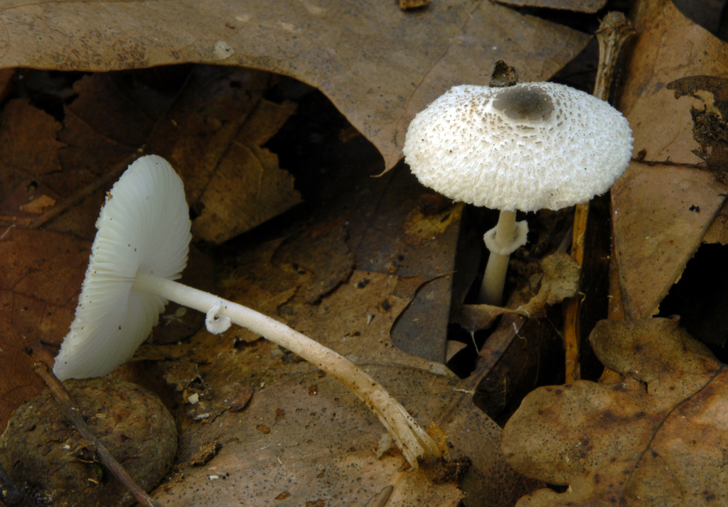Skullcap Dapperling from Cardano al Campo - Brughiera cardanese (VA ...