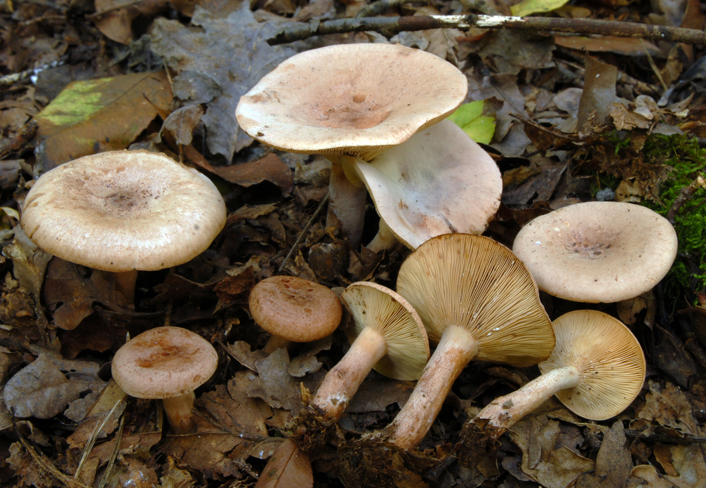 Oakbug Milkcap from Cardano al Campo - Brughiera cardanese (VA), Italia ...