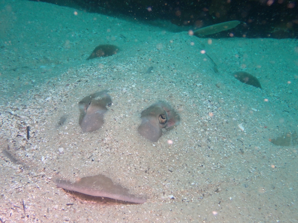 Banjo Ray from Cabbage Tree Bay on December 23, 2023 at 07:30 AM by ...