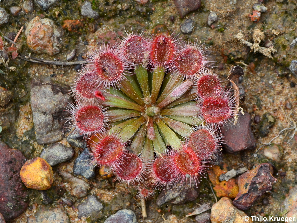 Drosera darwinensis from Darwin NT, Australia on March 11, 2016 at 03: ...