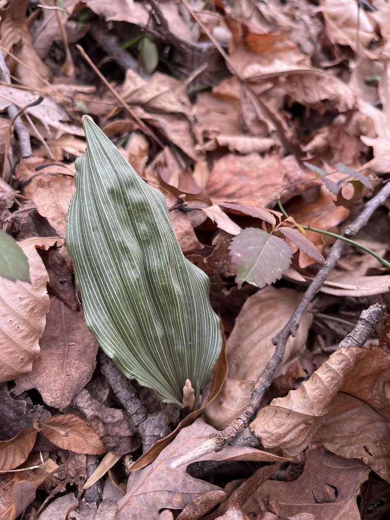 putty root from Odenton Natural Area, Odenton, MD, US on December 23 ...