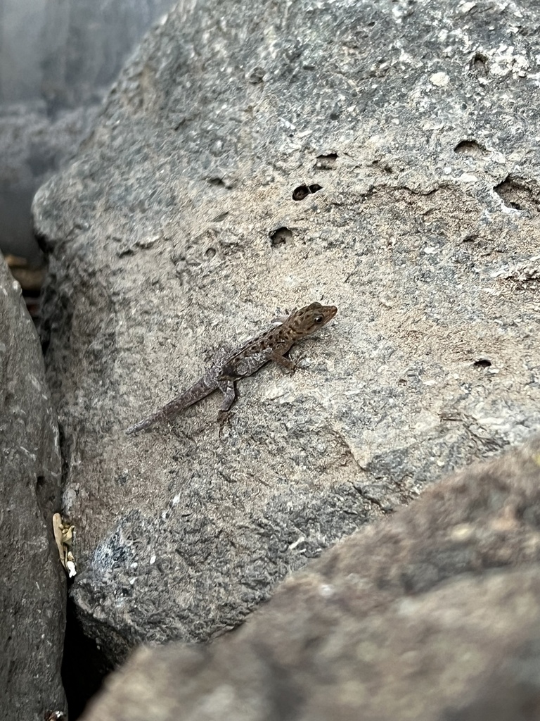 Wiegmann's Striped Gecko from Aruba, Aruba, AW on December 23, 2023 at ...