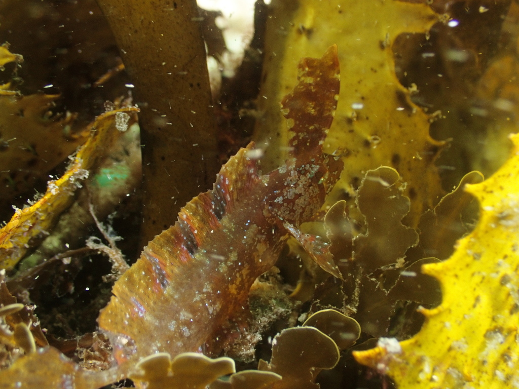 Yellow Crested Weedfish in December 2023 by Peter · iNaturalist
