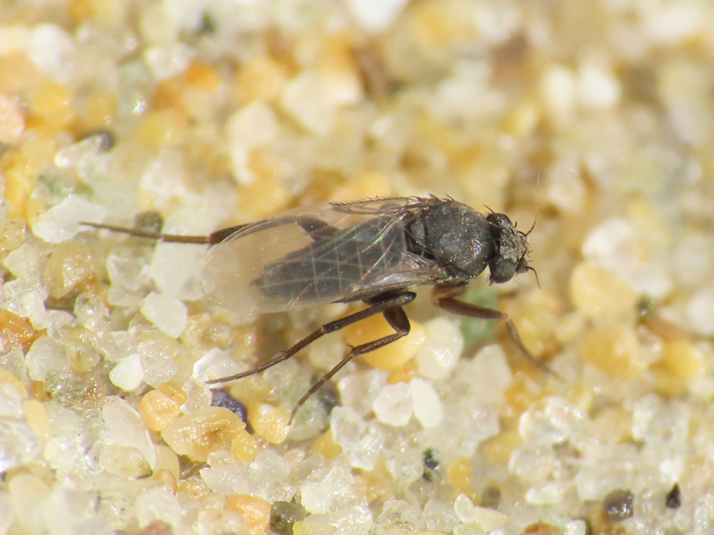 Humpbacked Flies from Province of Teramo, Italy on December 23, 2023 at ...