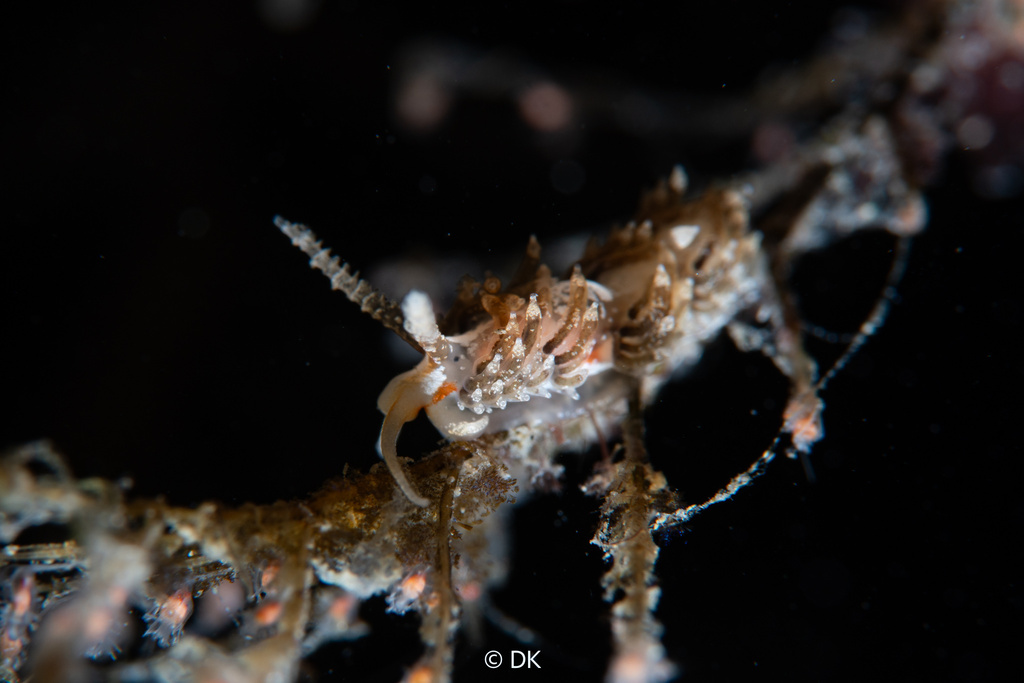Christmas Tree Hydroid Nudibranch from Lake Worth, Riviera Beach, FL ...