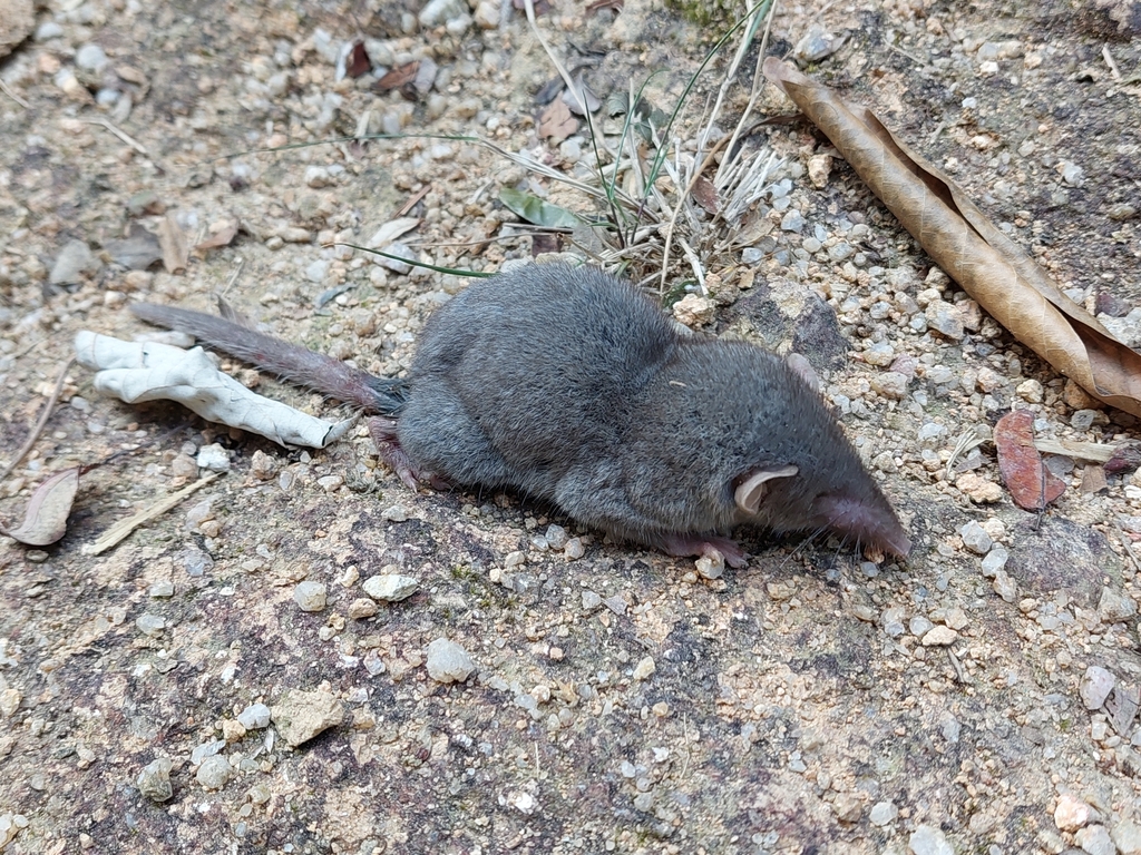 Asian House Shrew from 5G5W+Q95, Macao on December 24, 2023 at 02:19 PM ...