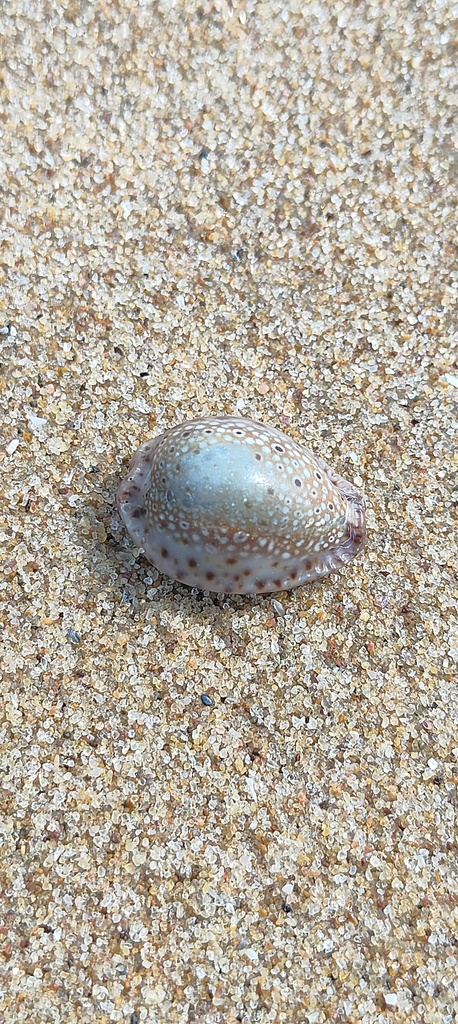 ocellate cowrie from Kapuluppada, Andhra Pradesh, India on December 22 ...