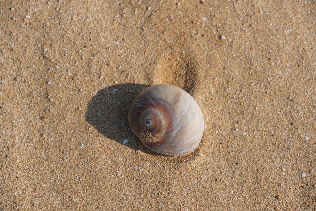 Bladder Moon Snail from 中国山东省青岛市即墨区 on December 24, 2023 at 11:08 AM by ...