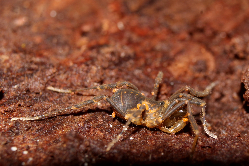 Triaenonychid Harvestmen from Arauco Province, Bio Bio, Chile on ...