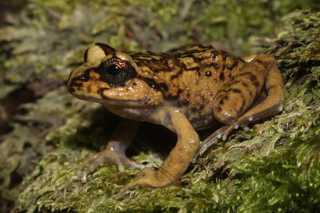 Cabreria Spiny-chest Frog in December 2023 by Edgardo Flores · iNaturalist