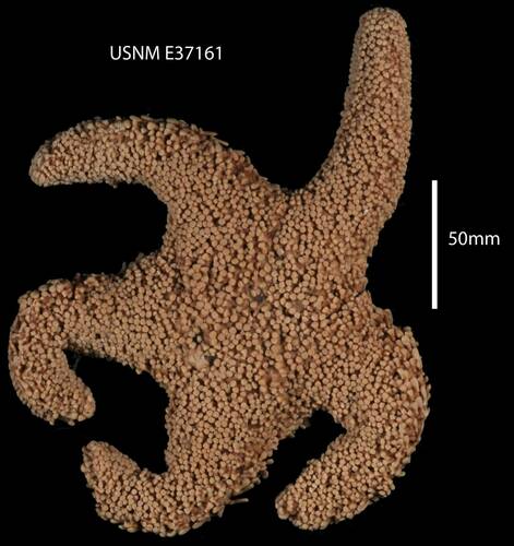 Granaster nutrix · NaturaLista Colombia