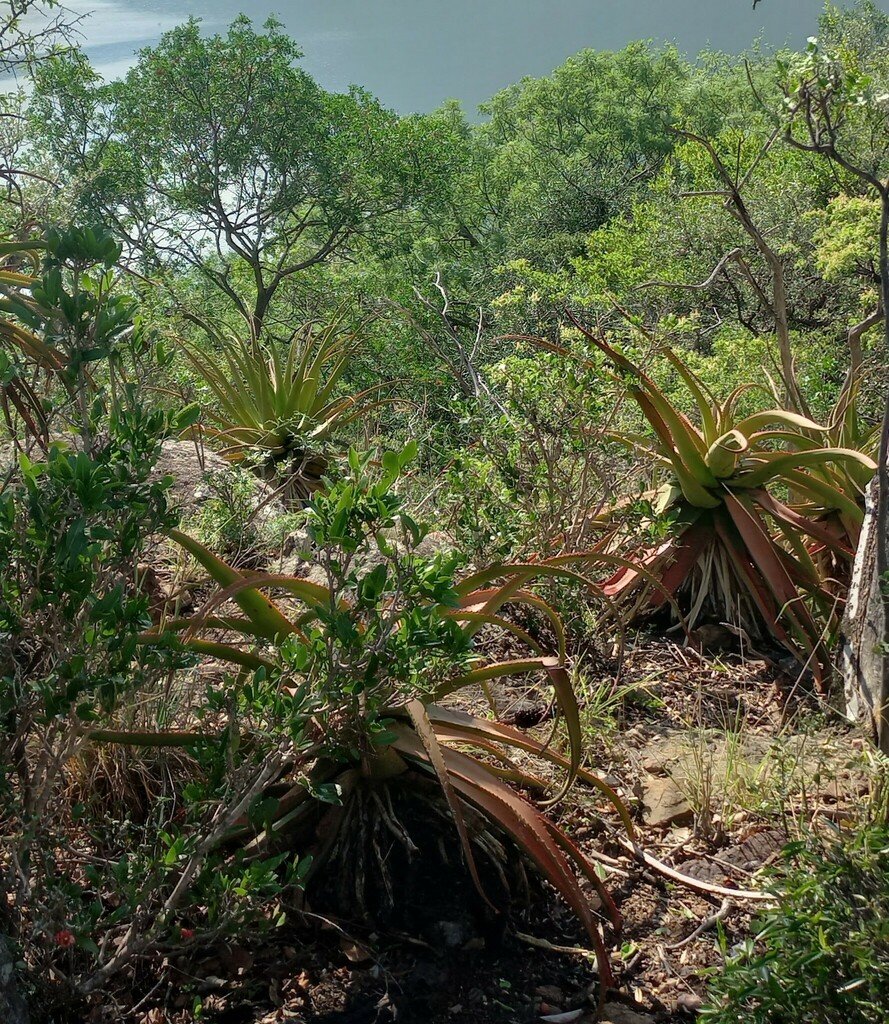 Lebombo Aloe from Mopani District Municipality, South Africa on ...