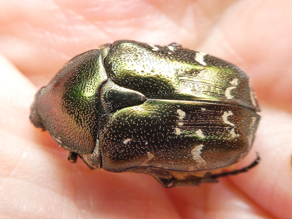 Copper Chafer in May 2023 by grg. approx 18mm, garden, downtown, on ...