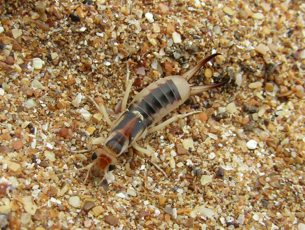 Shore Earwig from Lenins'kyi, UA-KR, UA on September 14, 2018 at 11:24 ...