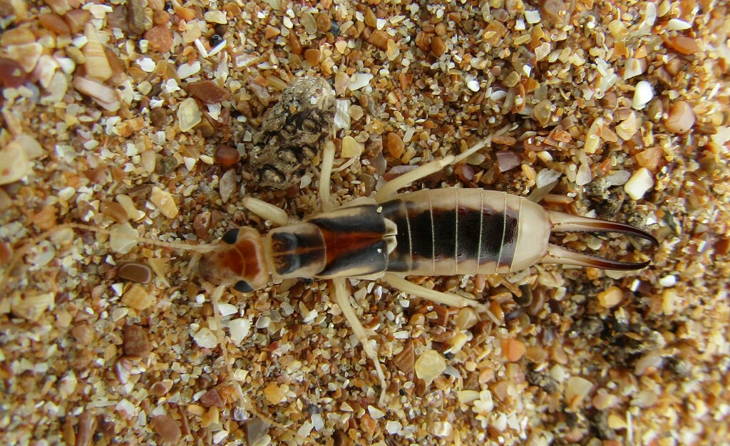 Shore Earwig from Lenins'kyi, UA-KR, UA on September 14, 2018 at 11:25 ...