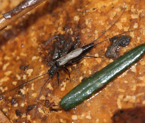 Angulate Snowfly (Paracapnia angulata) · iNaturalist