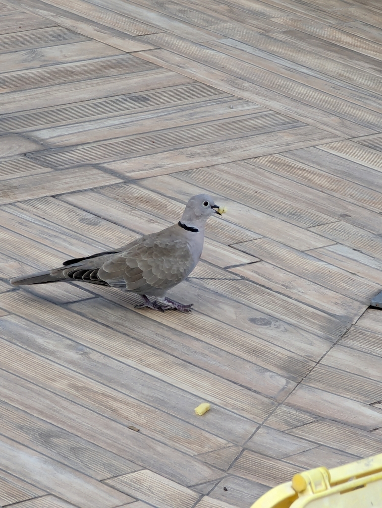Eurasian Collared-Dove from Gaudí, 38660 Costa Adeje, Santa Cruz de ...