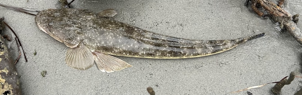 Dusky Flathead from Hastings River, North Shore, NSW, AU on December 22 ...