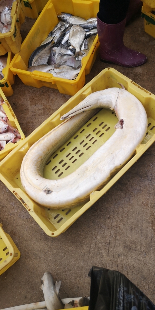 Pike-congers from Yangpu, Danzhou, Hainan on December 24, 2023 at 11:43 ...