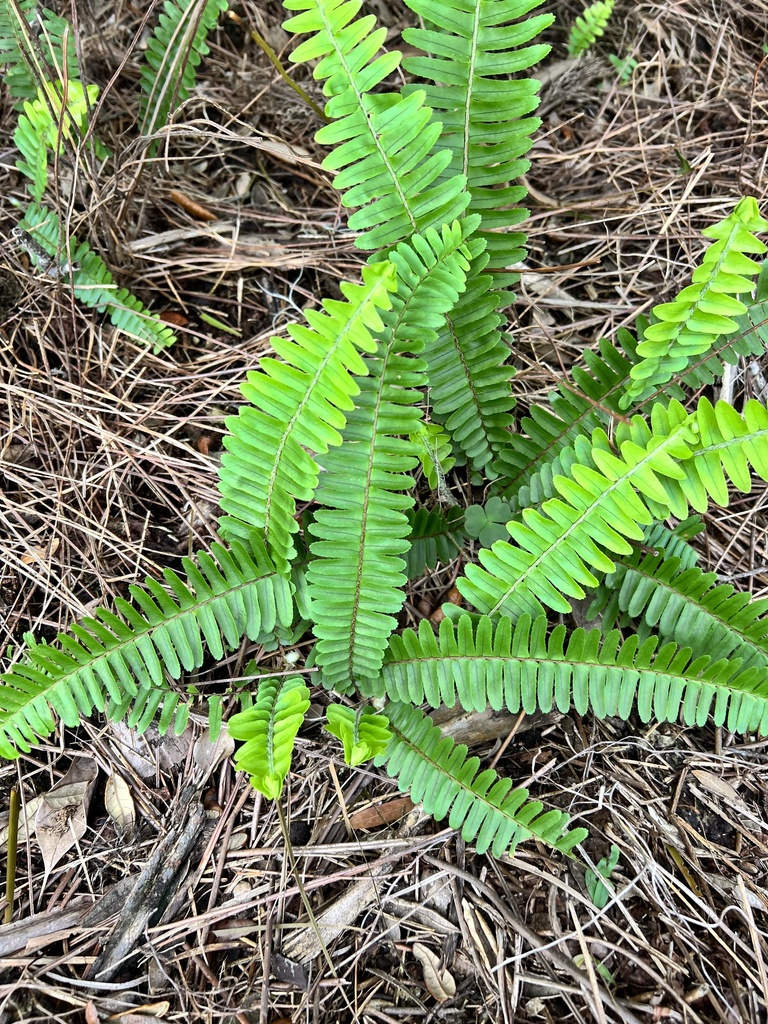Fishbone Fern from Lakeview Dr, Sebring, FL, US on December 24, 2023 at ...