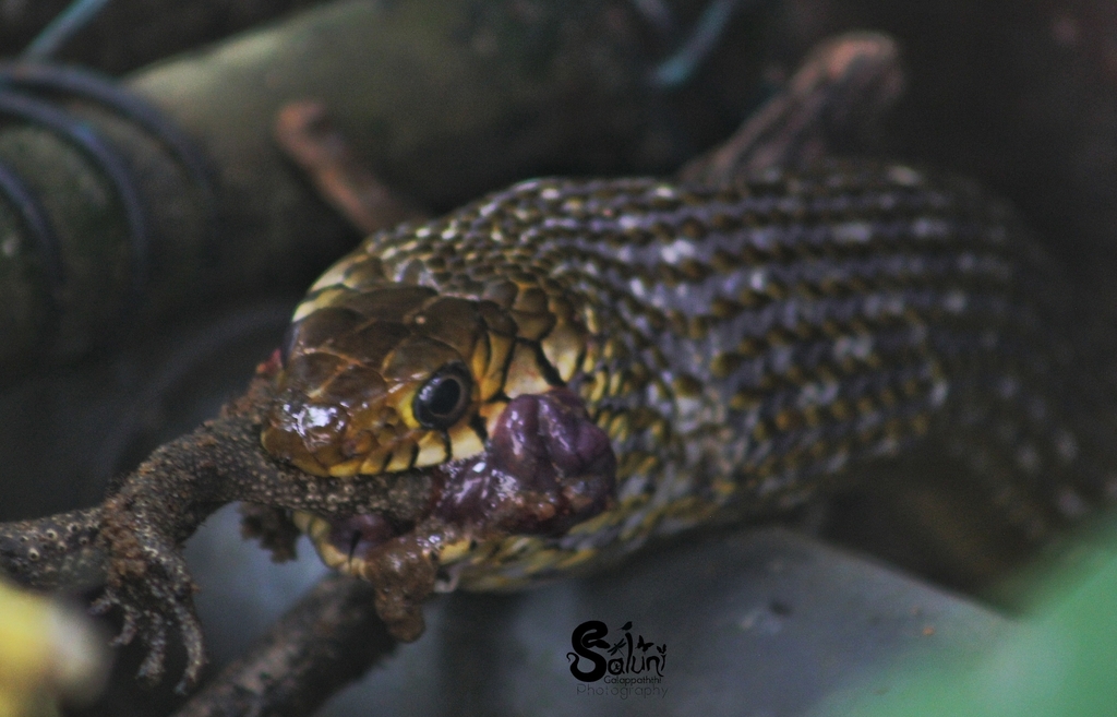 Oriental Rat Snake from Deshasthra Kalutara West, Wadduwa, Sri Lanka on ...