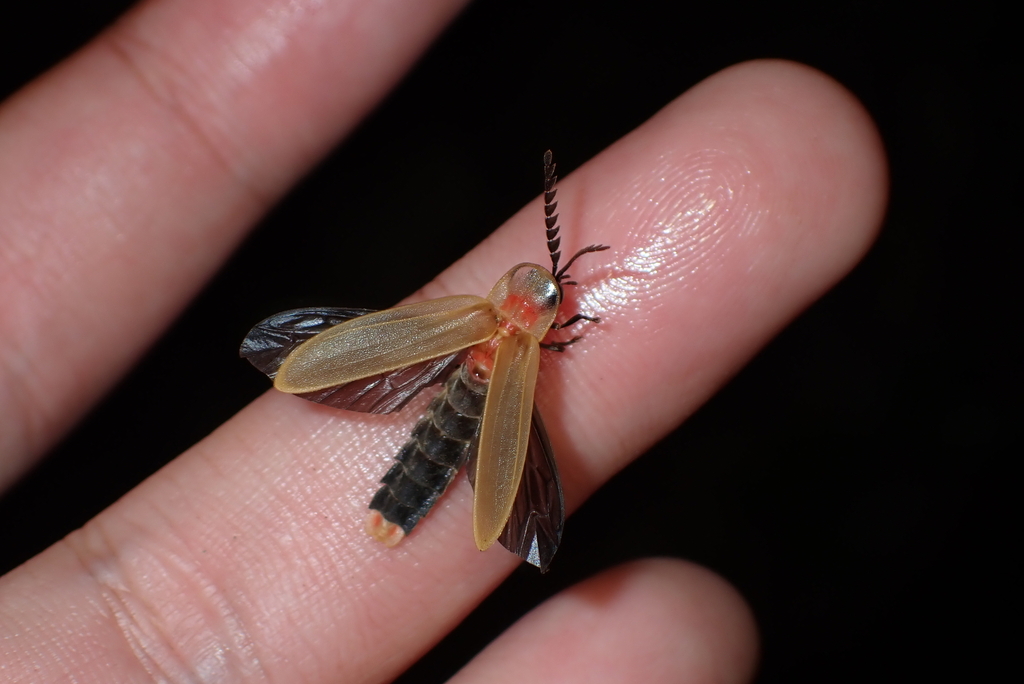 Diaphanes lampyroides in December 2023 by Yui Hong Chiu · iNaturalist