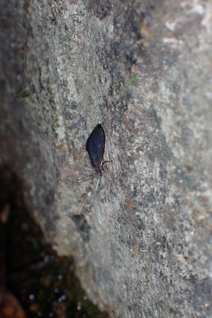 Bizarre Caddisflies in December 2023 by Yui Hong Chiu · iNaturalist