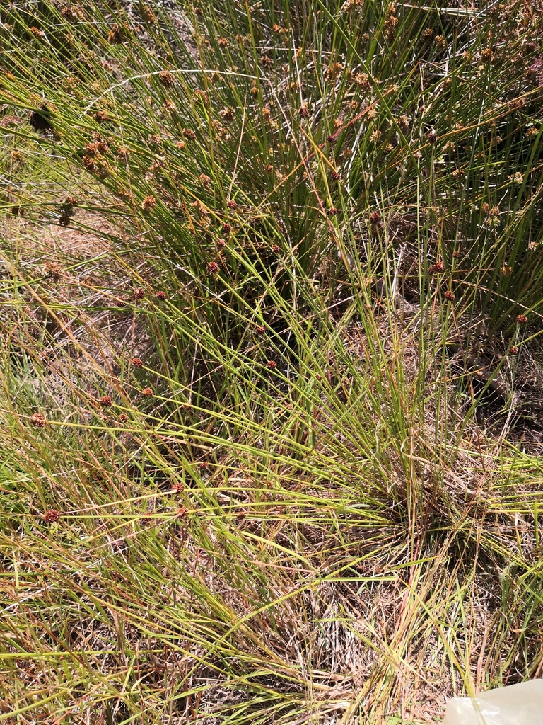 Compact Rush from Hinterzarten, Deutschland on July 6, 2023 at 02:18 PM ...