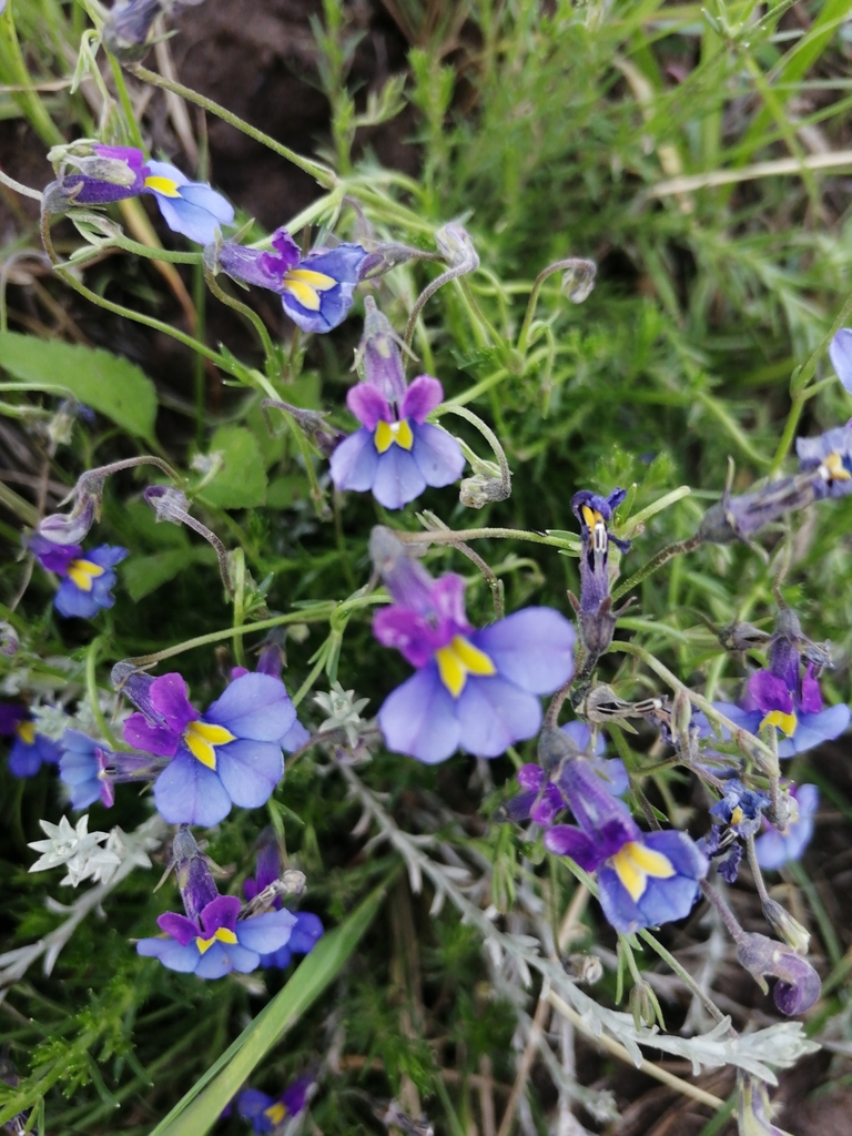 Brother Oneye from Leribe, LS on December 23, 2023 at 05:22 PM by David ...