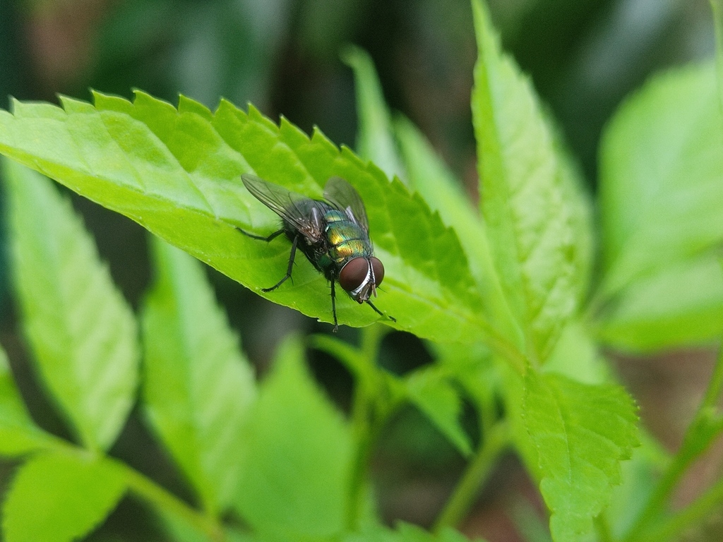 Greenbottle Flies from Konni, Kerala 689691, India on October 21, 2023 ...