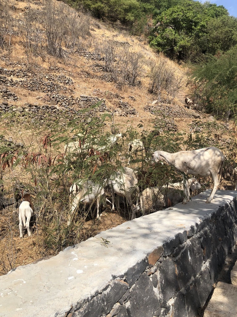 Domestic Goat from Santiago, Santiago, Cape Verde, CV on December 24 ...