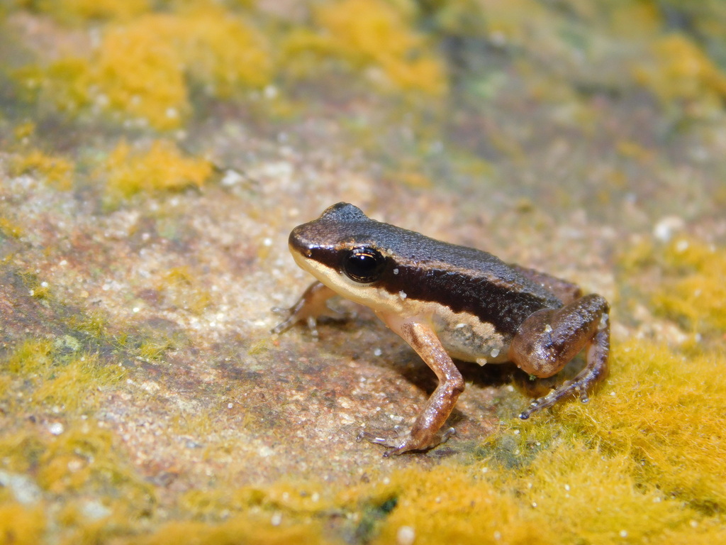 Colombian Niputidea Nurse Frog from XH45+2P Reserva ProAves Pauxi Pauxi ...