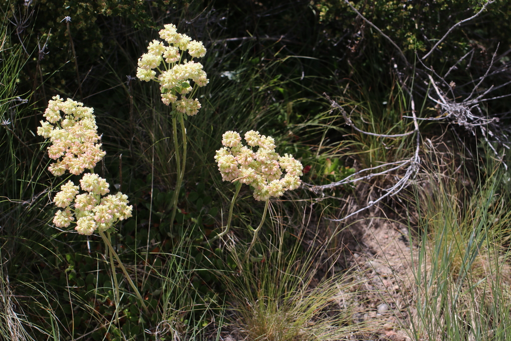 subalpine sulphur flower buckwheat from Summit County, CO, USA on July ...