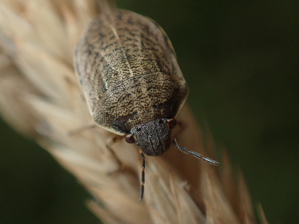 Homaemus aeneifrons in July 2022 by Angus Mossman. In shrubby grassland ...