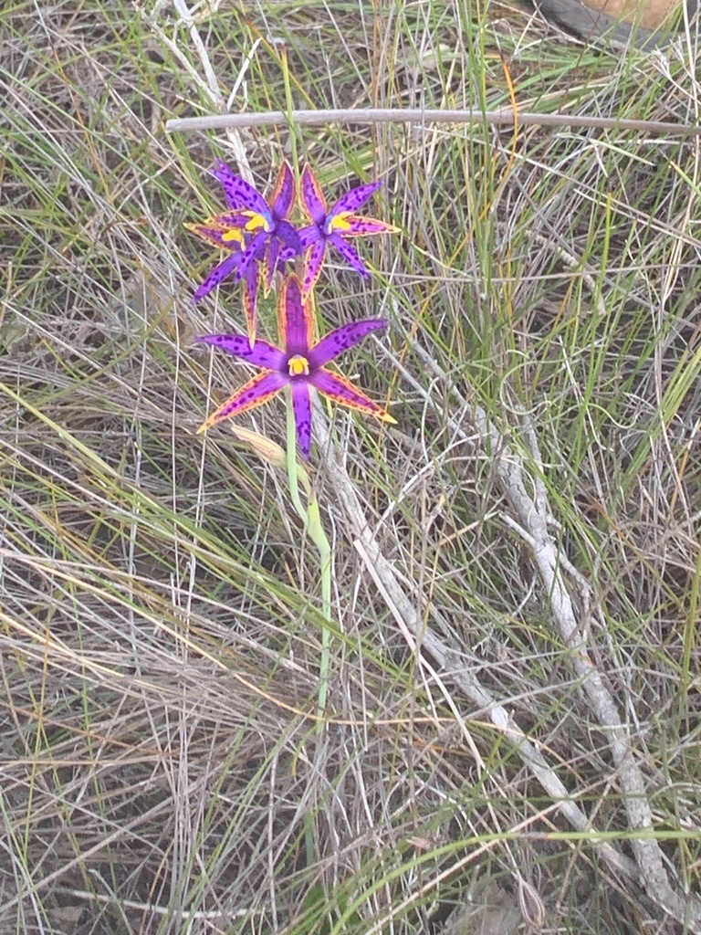 Southern Queen of Sheba in August 2021 by monken68 · iNaturalist