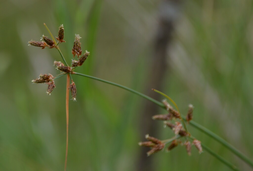Common Fringe-rush from San Javier, Departamento de Río Negro, Uruguay ...