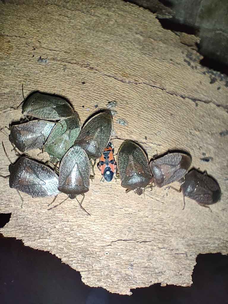 Southern Green Stink Bug from 32400 Viella, France on December 24, 2023 ...