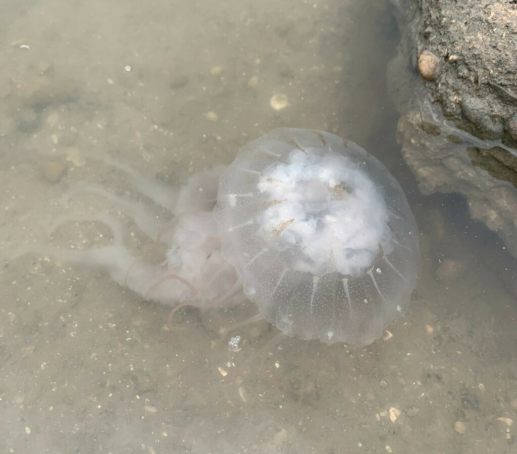 Bay Nettle from Galveston, TX, USA on October 10, 2023 at 10:52 AM by ...