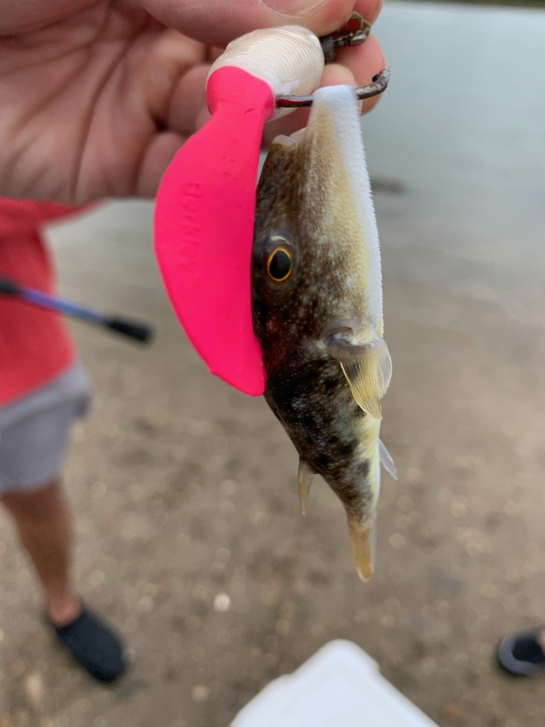 Least Puffer from Galveston, TX, USA on October 10, 2023 at 10:52 AM by ...