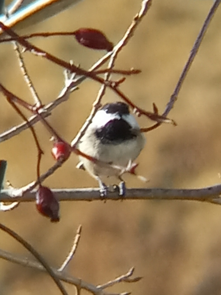 Black-capped Chickadee from Hightown, VA 24465, USA on December 24 ...